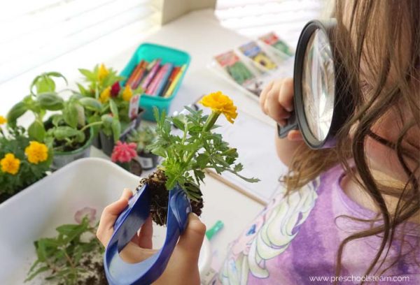 5 Day STEAM Challenge: Plants - Preschool STEAM