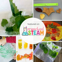 Leaf Science Experiments for Preschoolers