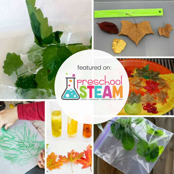 Leaf Science Experiments For Preschoolers