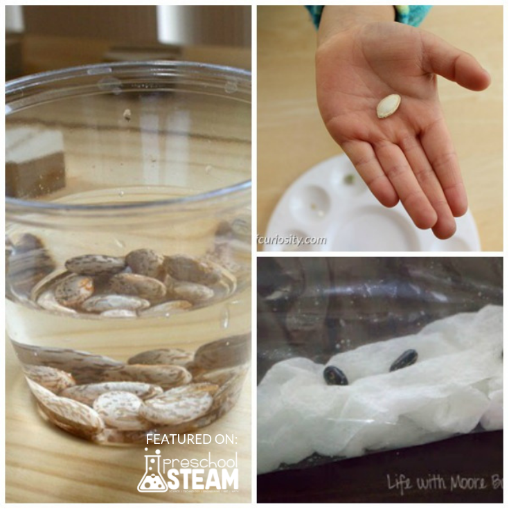 Hands-On Garden STEAM Activities for Preschool