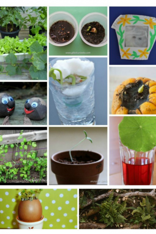 Hands-On Garden STEAM Activities for Preschool