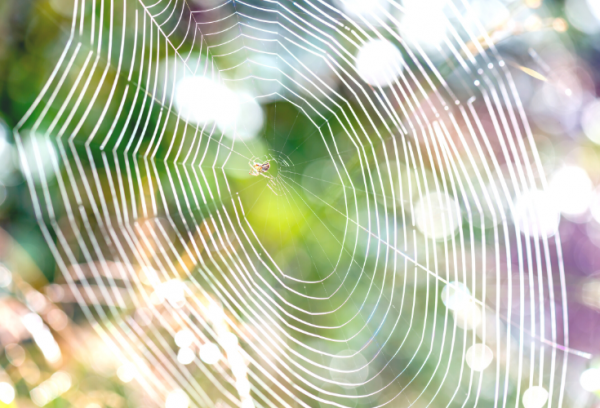 STEAM Storytime with Walter’s Wonderful Web - Preschool STEAM