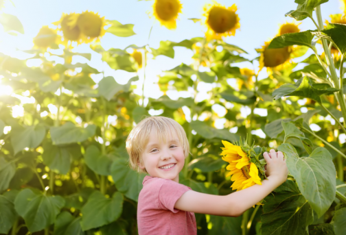 Discover the Magic of Sunflowers with Sunflower Houses - Preschool STEAM
