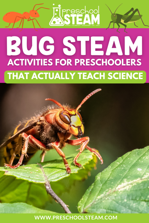 Insect Activities for Preschool That Build Observation Skills ...